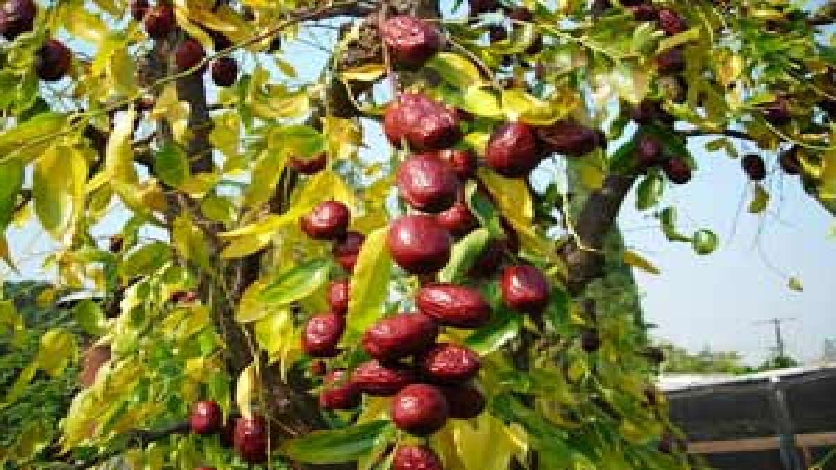 எலும்புகளை பலப்படுத்தும் 'ஜூஜுபி' | Benefits of Jujube Fruit ...