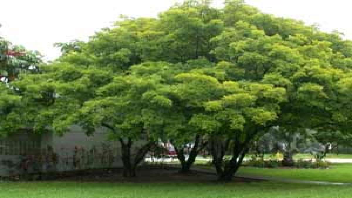பொன்னிறம் தரும் புங்கை பால்! | Medicinal benefits of Indian beech tree ...