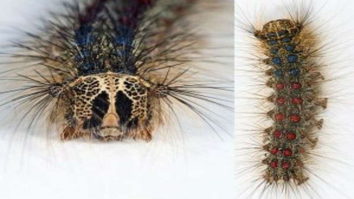 தொல்லைத் தரும் கம்பளிப்பூச்சியை அழிக்க சில டிப்ஸ்... | Home Remedies To ...