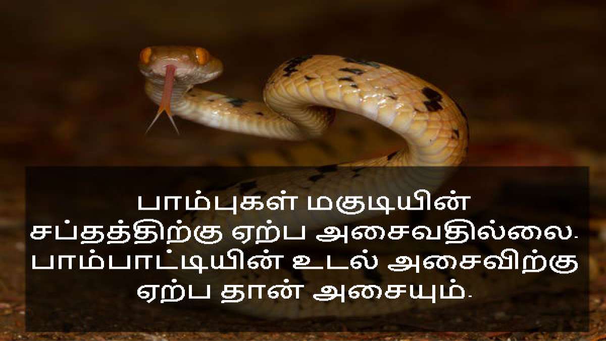 பாம்புகளை பற்றி பலரும் அறியாத திகைப்பூட்டும் தகவல்கள்! | Facts about ...