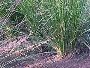 மனம் மயக்கும் வெட்டிவேர் வாசம் | Medicinal uses of Cuscus grass ...