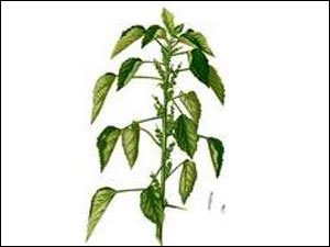 கருப்பையை காக்கும் பூவரசு | ஜெயநித்தியகல்யாணி ஜீவலரி