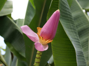 கை, கால் எரிச்சல் போக்கும் வாழைப்பூ ஒத்தடம்! | Health benefits of ...