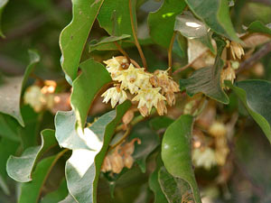 ஆண்மையை மலர வைக்கும் மகிழம்பூக்கள் | Medicinal benefits of flowers ...