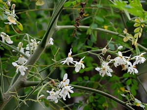விந்து விருத்திக்கு முருங்கைப் பூக்கள்! | Health Benefits of Drumstick ...