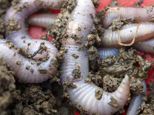 மண்ணிற்கு நலம் தரும் மண்புழு உரம் | Tips for Earth warm compost ...