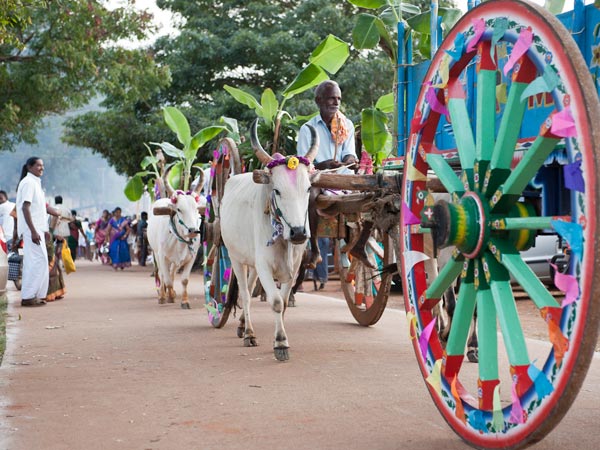 பொங்கல் பண்டிகையை கொண்டாடுவது எதற்கு தெரியுமா? | Types of Pongal ...