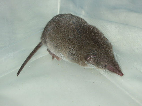 Animals n Birds: Hindu Deities Vehicle | இந்துமத தெய்வங்களின் வாகனமாக ...