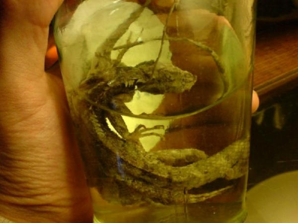 உலகில் உள்ள விசித்திரமான ஆல்கஹால்கள்!!! | Bizarre Alcohols From Around ...