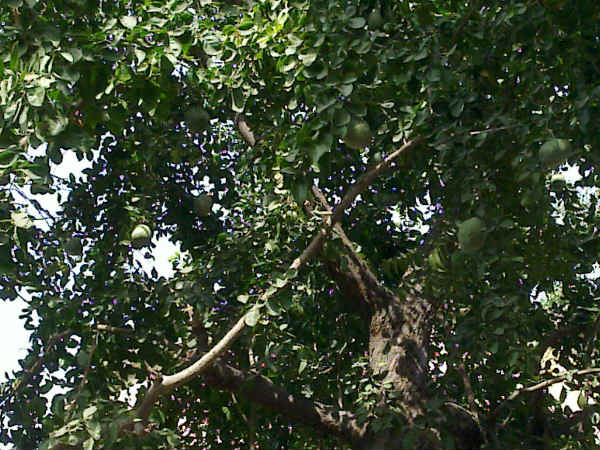 தெய்வீக சக்தி கொண்ட 6 இந்திய மரங்கள்! | Trees In India That Have Super ...