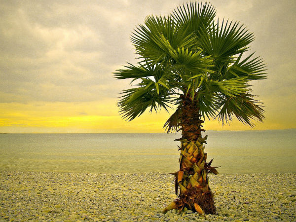 பனை மரமா... அல்ல பயன் மரமா...!!! உடல் நலத்தை காக்கும் பனை மரம் ...