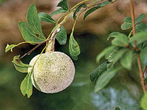 இவையெல்லாம் நம்ம ஆசியாவைச் சேர்ந்த பழங்கள் தான் என்பது தெரியுமா ...