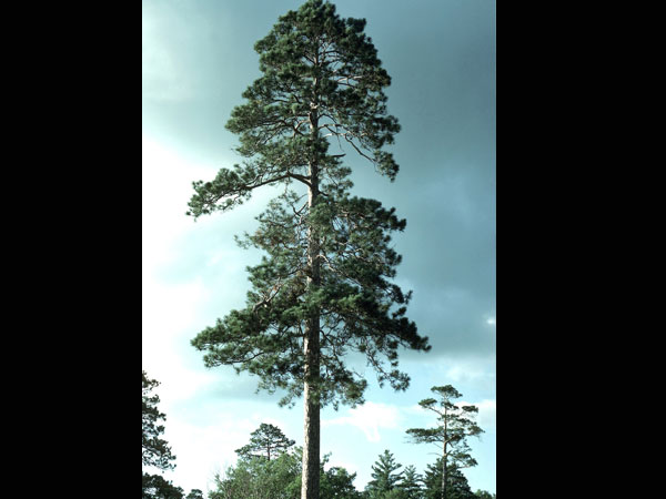 மரத்தின் மீது செக்ஸ் ஆசை விசித்திர ஆண் What Is Dendrophilia A