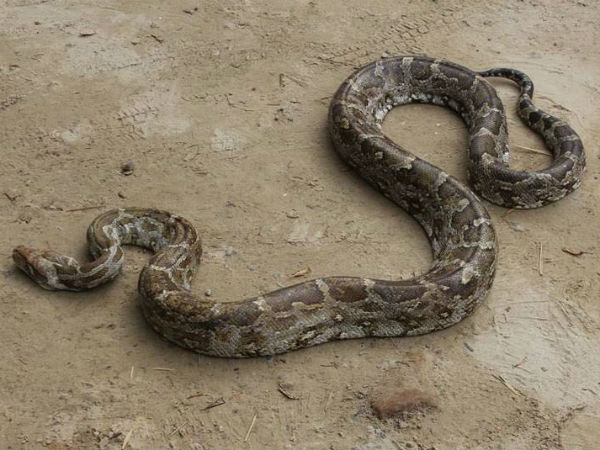 மிக விஷத்தன்மை கொண்ட ராஜ நாகம் பற்றிய திகைப்பூட்டும் உண்மைகள்! | Facts ...