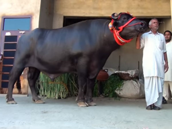 சுல்தான், இந்த காளையின் விந்து மட்டும் ரூ.1 கோடி! உலகே வியக்கும் ...