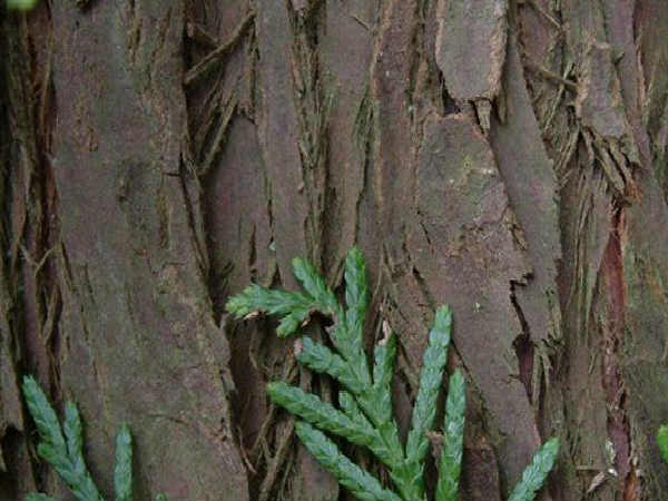 கிலோ லட்சம் மதிப்புள்ள கடவுள் மரம் பற்றி தெரியுமா உங்களுக்கு? அதன் ...