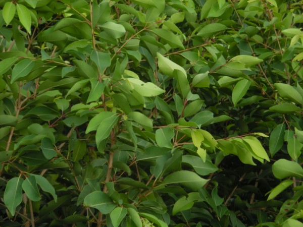 இந்த மரத்தின் காற்றுப் பட்டாலே வியாதிகள் எல்லாம் தீரும்! | wonderful ...