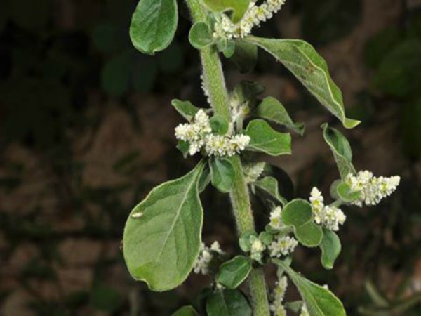 உங்க சிறுநீரகம் வலுப் பெறவும், சிறுநீரகக் கற்களை கரைக்கவும் உதவும் ஒரு ...