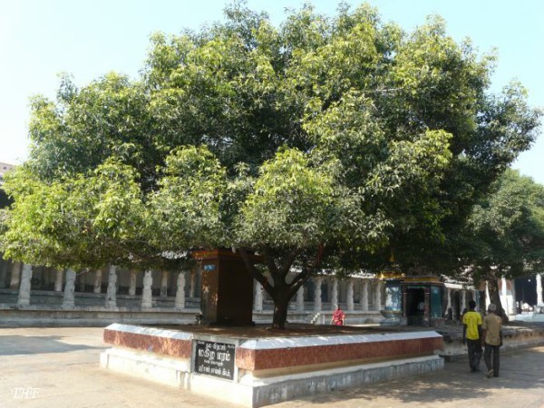 மகிழ மரத்தின் வியக்கும் மருத்துவ குணங்கள் பற்றி தெரிஞ்சுகோங்க ...