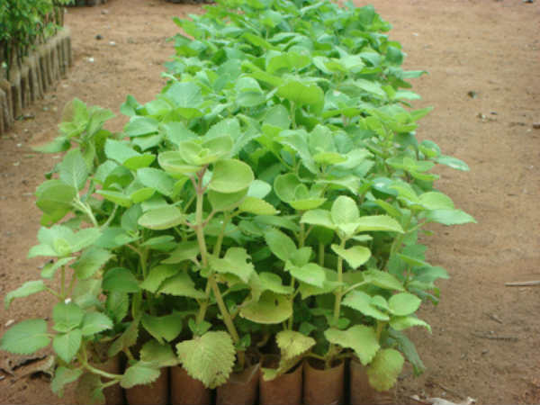 அம்மைத் தழும்புகளை போக்கும் ஓமவல்லி! ஆச்சரியப்படுத்தும் மருத்துவ ...