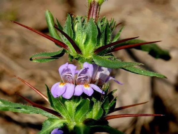 ஆண்மையைப் பெருக்கும் அற்புத மூலிகை இதுதான்... எங்க பார்த்தாலும் ...