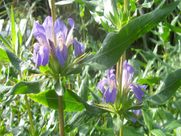 ஆண்மையைப் பெருக்கும் அற்புத மூலிகை இதுதான்... எங்க பார்த்தாலும் ...