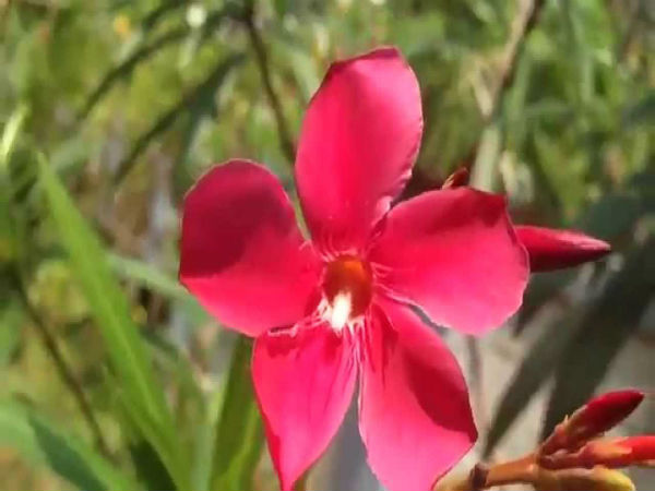 நாம விஷம்னு நெனச்சிட்டு இருக்கிற செவ்வரளி செடிய ஏன் பைபாஸ் ரோடு முழுக்க ...