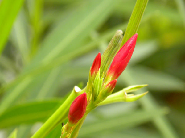 நாம விஷம்னு நெனச்சிட்டு இருக்கிற செவ்வரளி செடிய ஏன் பைபாஸ் ரோடு முழுக்க ...