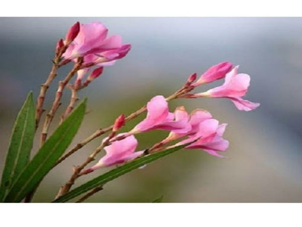 நாம விஷம்னு நெனச்சிட்டு இருக்கிற செவ்வரளி செடிய ஏன் பைபாஸ் ரோடு முழுக்க ...