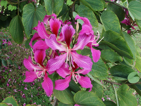 ஆரோக்கியம், அதிர்ஷ்டம் ரெண்டும் நிறைந்திருக்கும் ஆத்தி மரம்... உங்க ...