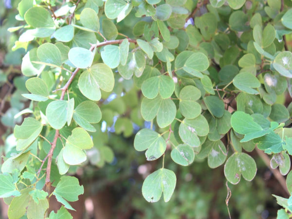 ஆரோக்கியம், அதிர்ஷ்டம் ரெண்டும் நிறைந்திருக்கும் ஆத்தி மரம்... உங்க ...