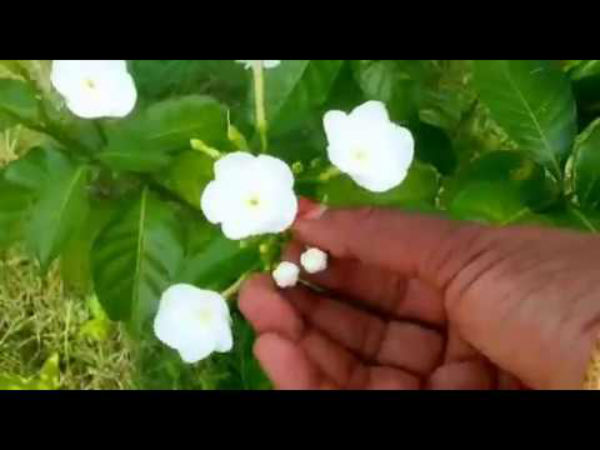 இந்த செடி வெறும் அழகுக்காக மட்டுமில்ல... இதுல இவ்ளோ மருத்துவ சக்தி ...