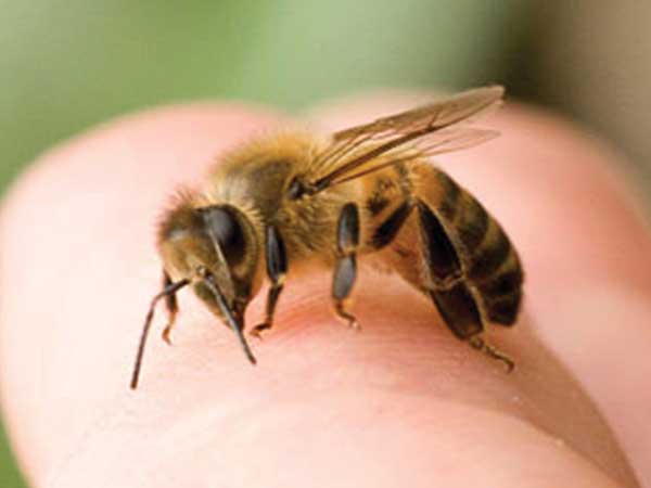 குளவி கடிச்சிட்டடா விஷம் ஏறாம வீங்காம இருக்கணுமா? இத மட்டும் தடவுங்க ...