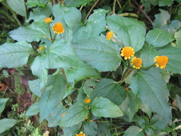 இந்த பூவ சாப்பிட்டா விறைப்புத் தன்மையும் விந்து எண்ணிக்கையும் ...