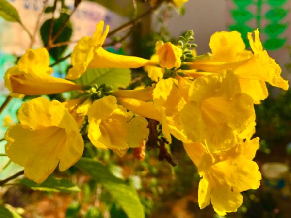 செல்வ வளத்தை அள்ளித்தரும் பொன் மஞ்சள் அரளிச் செடி..! | Vaastu Tips ...