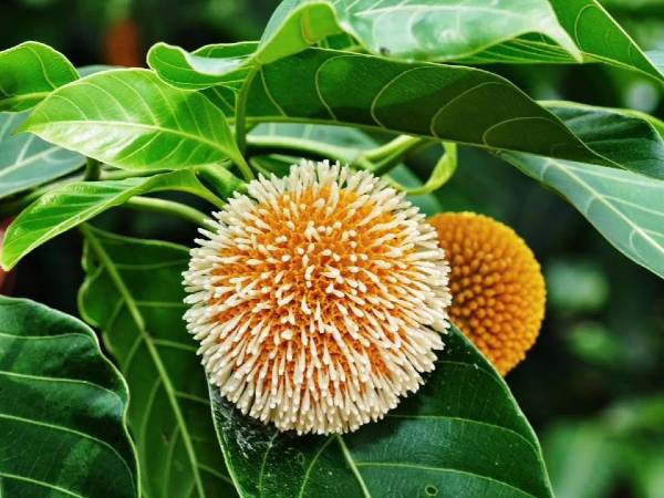 கொரோனா வைரஸ் போலவே காட்சி தரும் கடம்ப மர பூக்கள் - காய்ச்சல் குணமாக ...