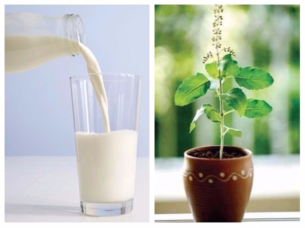 Tulsi Milk Benefits: தினமும் காலையில் 1 டம்ளர் துளசி பால் குடிப்பதால் ...