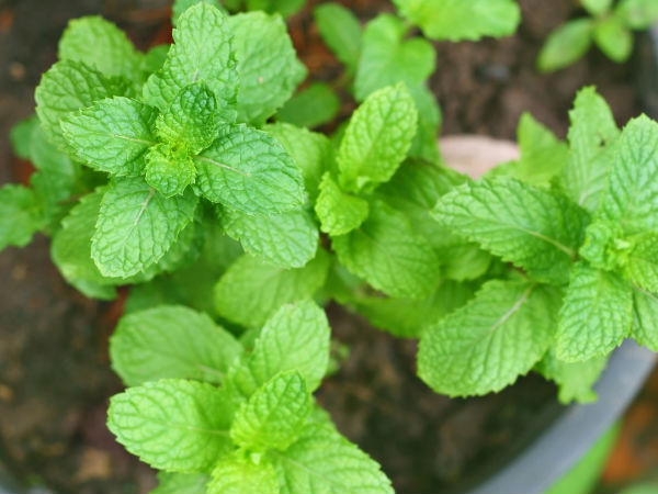 பண்டைய காலம் முதல் பயன்படுத்தப்படும் புதினா பத்தி உங்களுக்கு தெரியாத ...