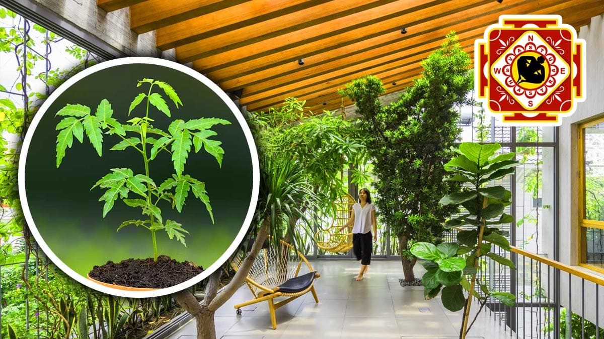 வாஸ்துப்படி வேப்ப மரத்தை வீட்டின் எந்த திசையில் வைத்து வளர்க்க வேண்டும் ...