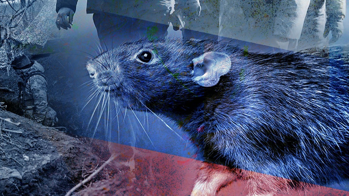 ரஷ்ய வீரர்களுக்கு கண்களில் இரத்தத்தை வரவைக்கும் புதிய எலி காய்ச்சல் ...