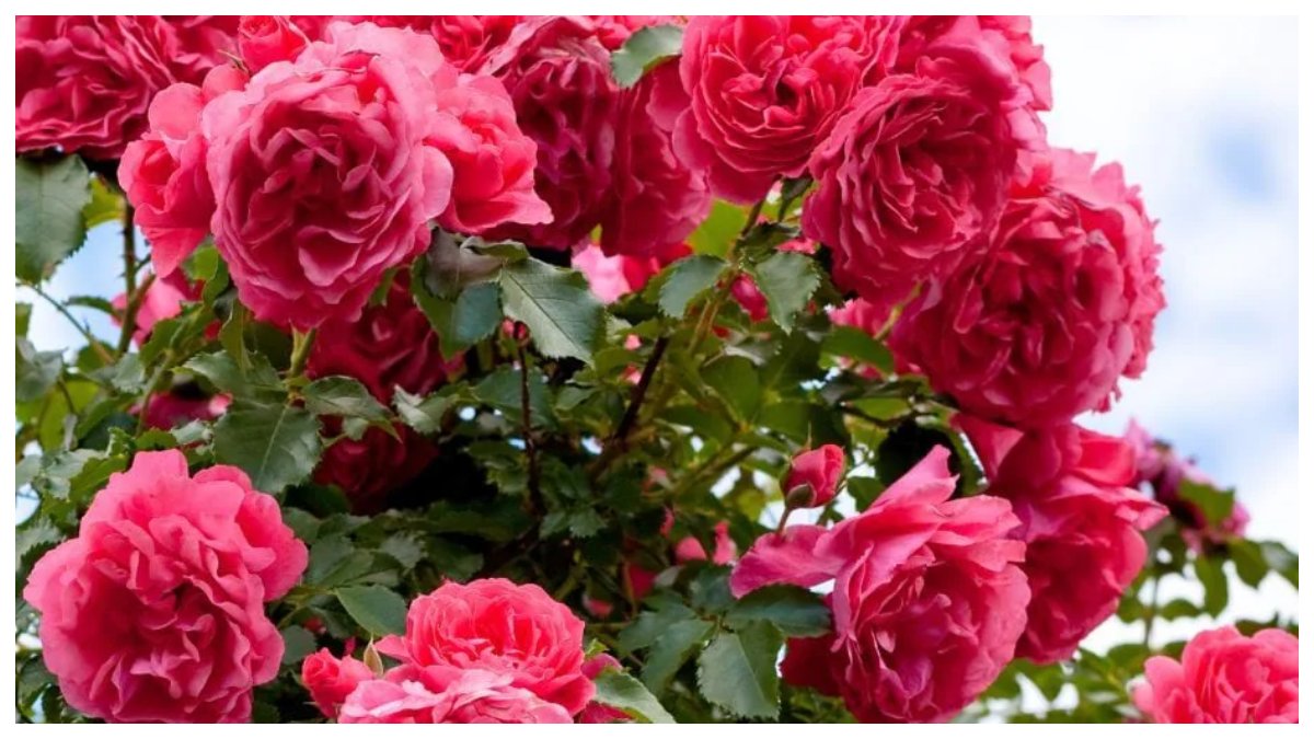 வறுமை நீங்கி தனயோகம் பெறணுமா? இதை மட்டும் செய்யுங்கள்...! | rose flower ...